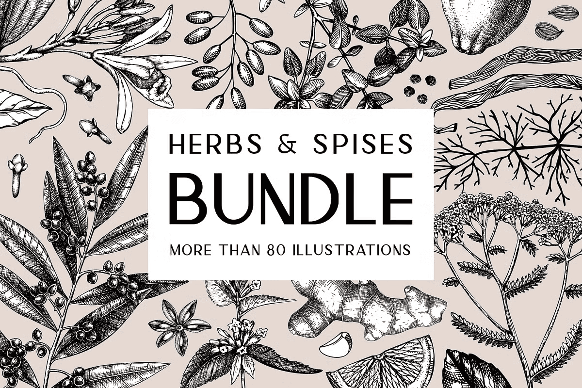 BUNDLE - Vector Herbs & Spices - Hecavi - Illustrations Inspiration Website