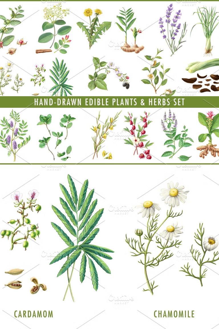 Hand Drawn Plants Illustration Set - Hecavi - Illustrations Inspiration ...