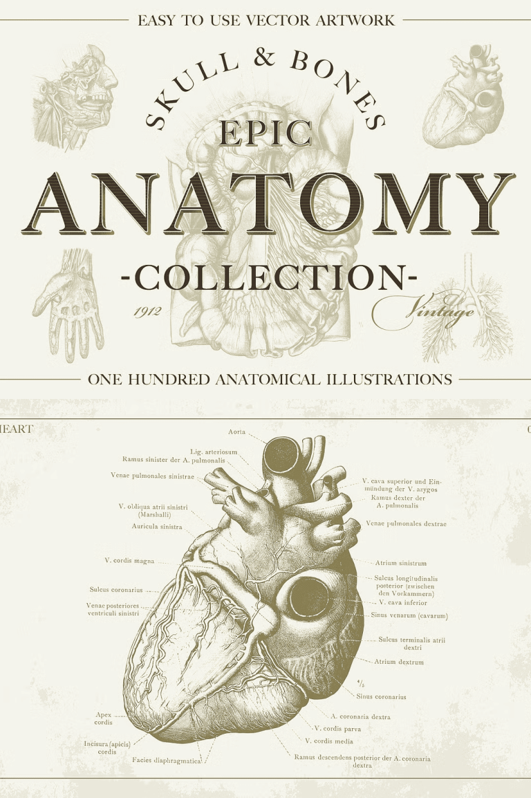 100+ Vintage Anatomy Vectors - Hecavi - Illustrations Inspiration Website